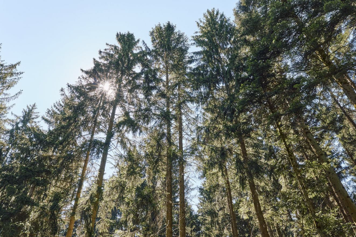 Hohe Waldbrandgefahr im Kreis Rottweil: Forstamt warnt vor Feuer im Wald